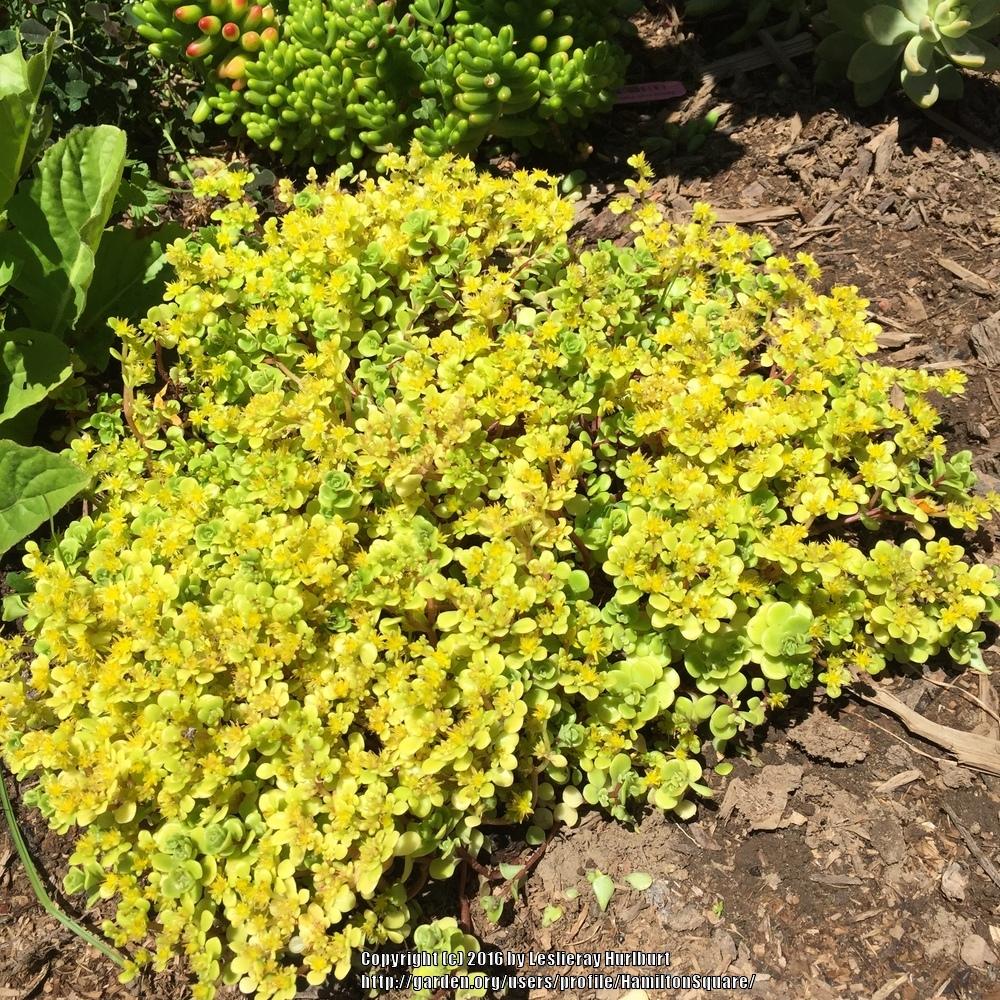 Sedums: Plant Care and Collection of Varieties - Garden.org