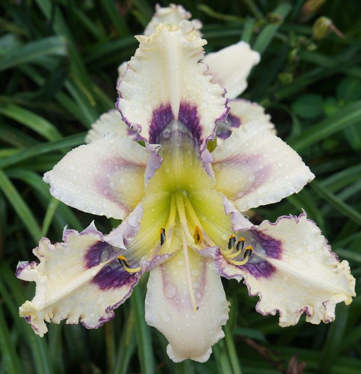 Photo of the bloom of Daylily (Hemerocallis 'Message in a Bottle ...