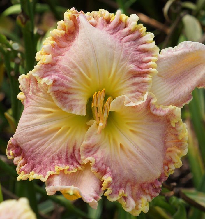 Photo of the bloom of Daylily (Hemerocallis 'Sunset Key') posted by ...