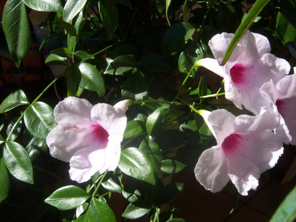 Photo of the bloom of Pink Bower Vine (Pandorea jasminoides 'Rosea ...