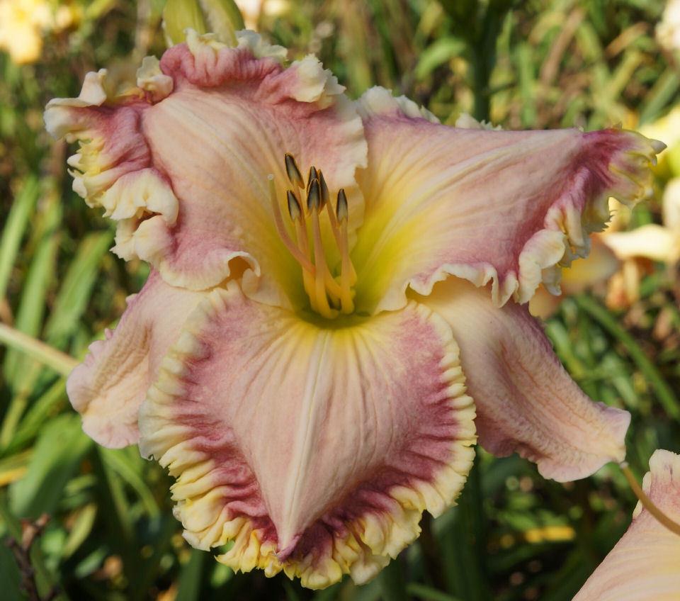 Daylily (Hemerocallis 'Fancy Grillwork') in the Daylilies Database - Garden.org
