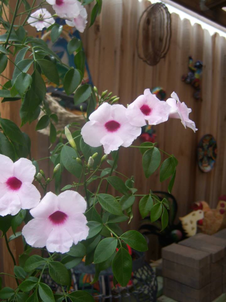 Pink Bower Vine (Pandorea jasminoides 'Rosea') - Garden.org