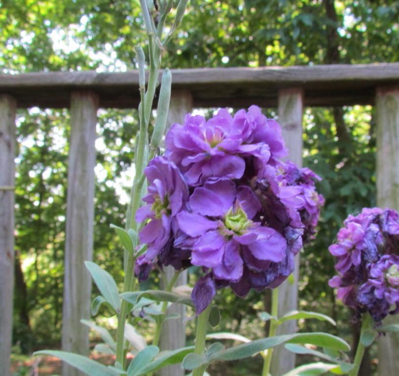 Stock (Matthiola incana 'Vintage Lavender') - Garden.org