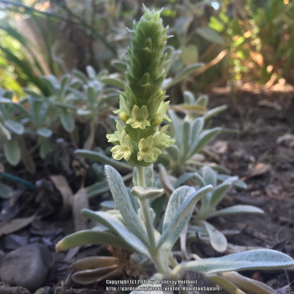 Photo of the bloom of Greek Mountain Tea (Sideritis syriaca) posted by ...