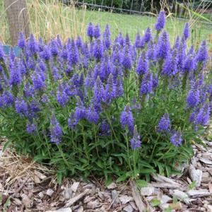 Speedwell (Veronica Inspire™ Blue) in the Veronicas Database - Garden.org