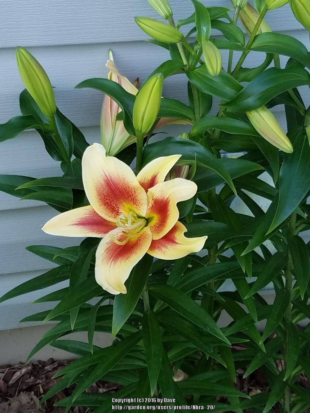 2016 in the Lilies forum - Garden.org