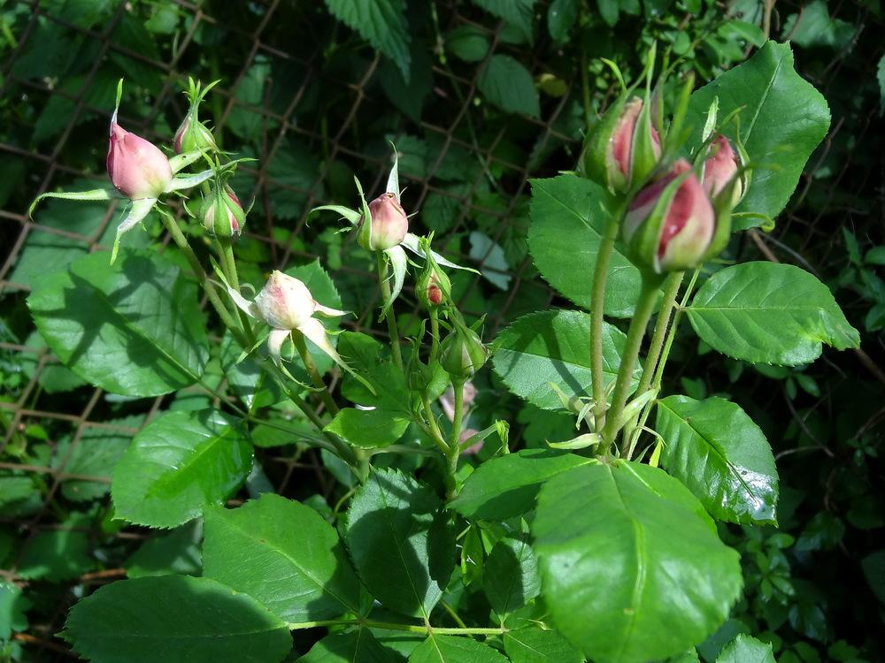Photo of the closeup of buds, sepals and receptacles of Rose (Rosa 'Coquette des Blanches ...