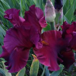 Tall Bearded Iris (Iris 'Red at Night') in the Irises Database - Garden.org
