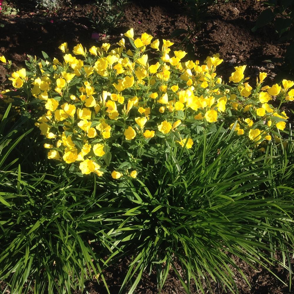 Oenothera Tetragona Northern Sundrops Sundrops North