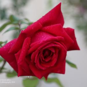 Rose (Rosa 'Crimson Glory, Cl.') in the Roses Database - Garden.org