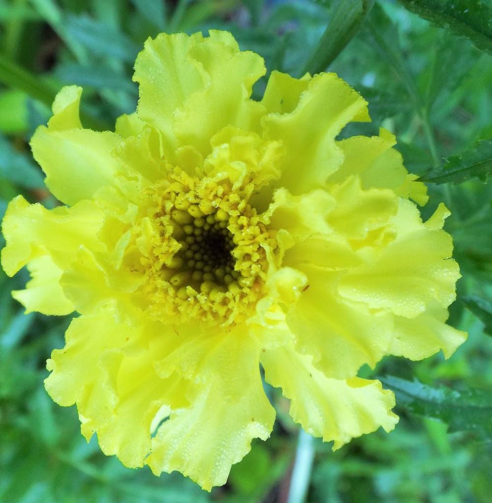 Aztec Marigold (Tagetes erecta 'Savannah Moon') - Garden.org