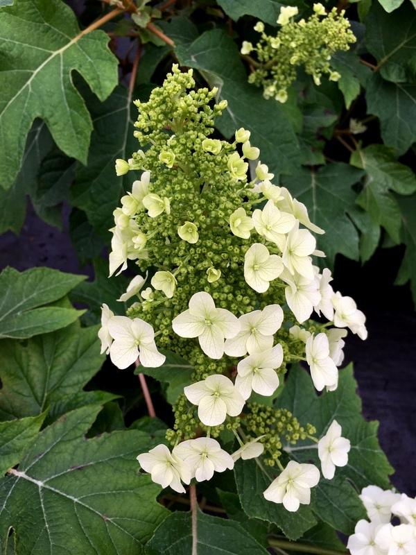 Photo of the closeup of buds, sepals and receptacles of Hydrangea ...