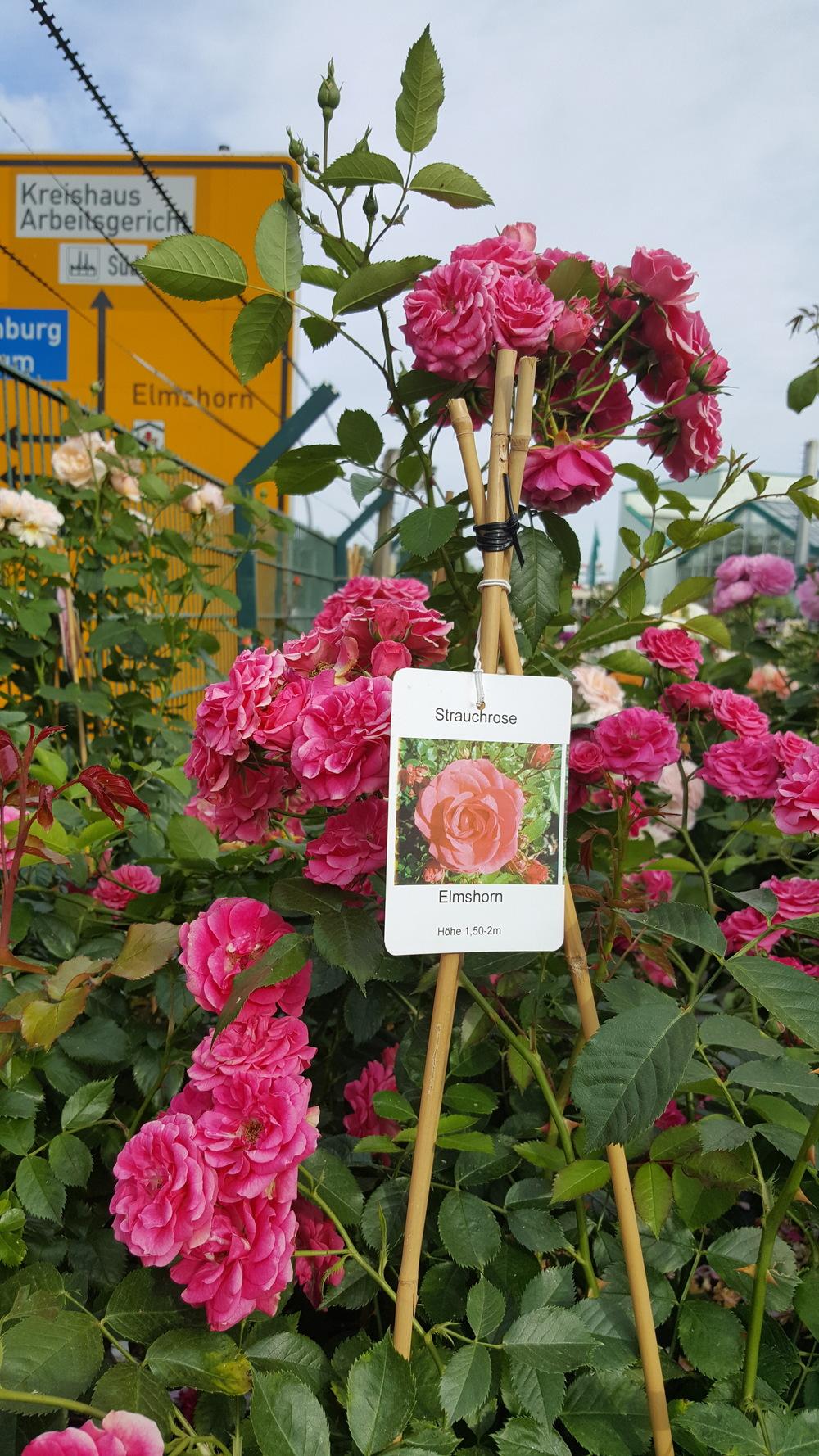 Rose (Rosa 'Elmshorn') in the Roses Database - Garden.org