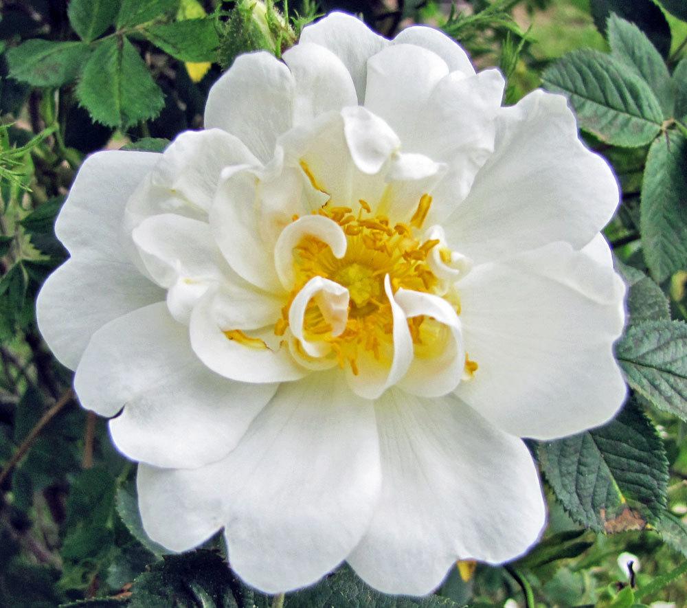 Photo of the bloom of Rose (Rosa 'Alba Semi-plena') posted by TBGDN ...