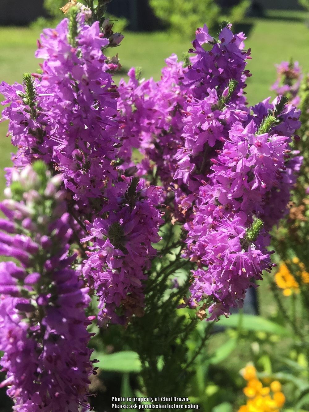 Photo of the bloom of Speedwell (Veronica 'Purple Explosion') posted by ...