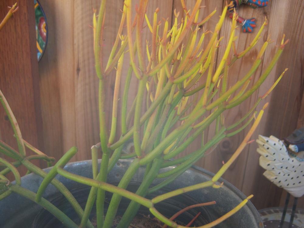 Photo of the entire plant of Pencil Cactus (Euphorbia tirucalli ...