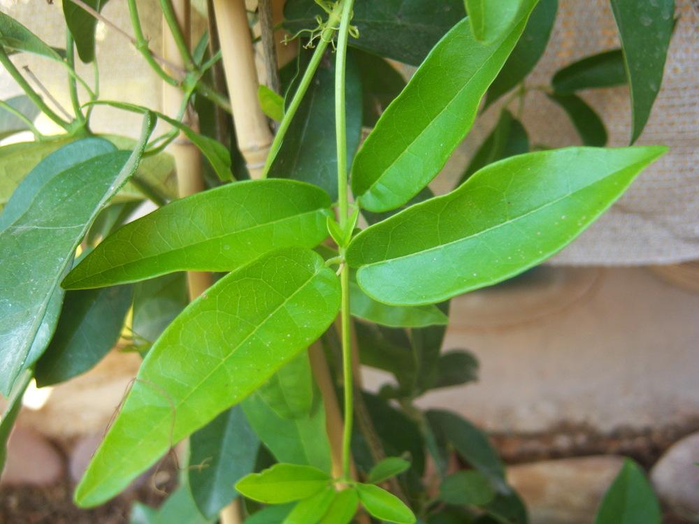 Photo of the leaves of Crossvine (Bignonia capreolata 'Tangerine Beauty ...