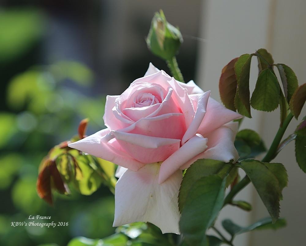 Hybrid Tea Rose (Rosa 'La France') in the Roses Database - Garden.org