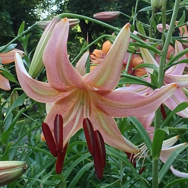 2016 in the Lilies forum - Garden.org