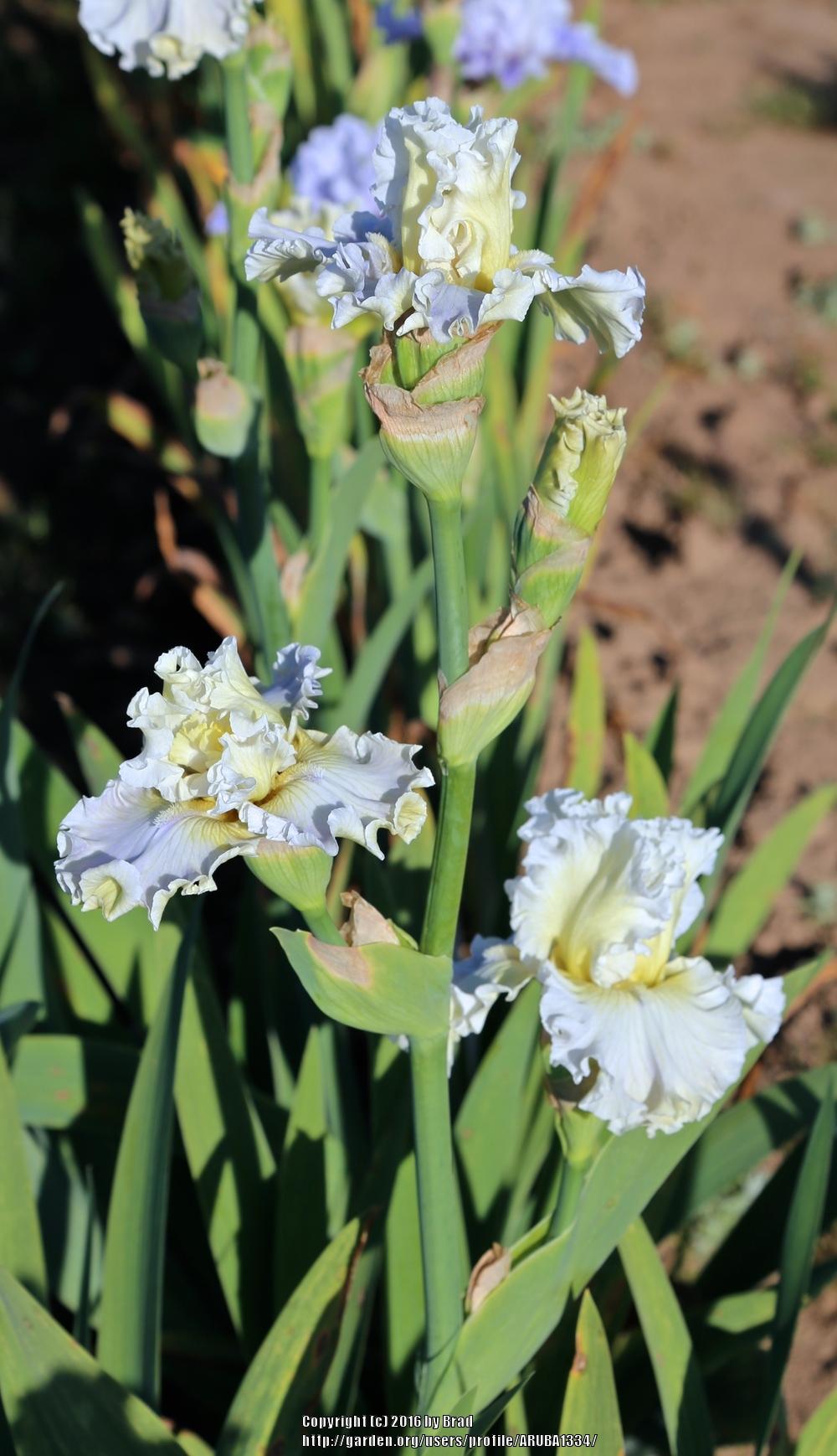 Photo of the bloom of Tall Bearded Iris (Iris 'Purist') posted by ...