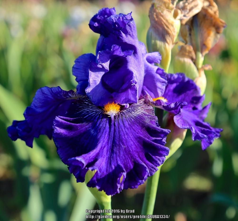 Photo of the bloom of Tall Bearded Iris (Iris 'Soul Singer') posted by ...