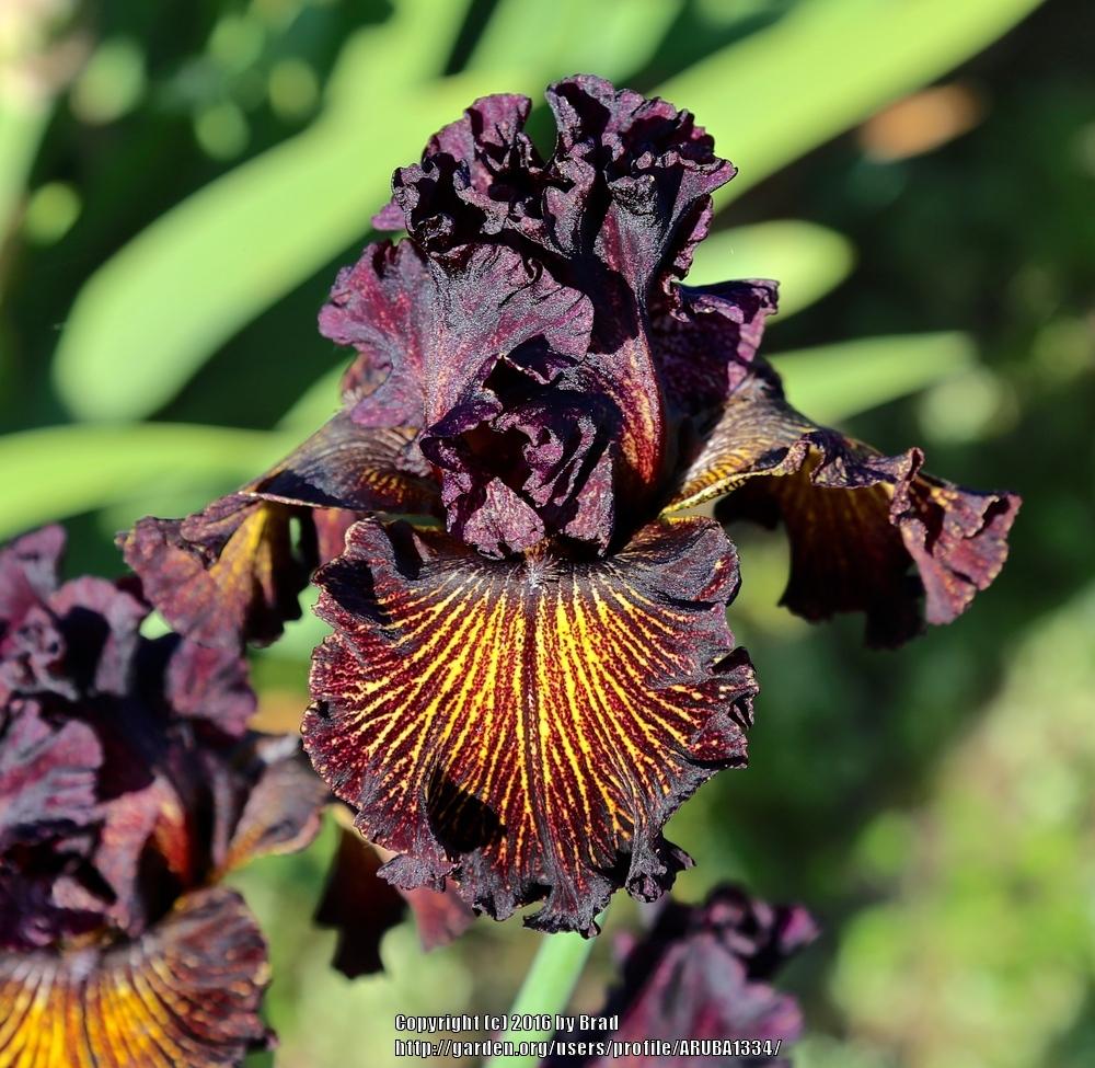Photo of the bloom of Tall Bearded Iris (Iris 'Dark Energy') posted by ...