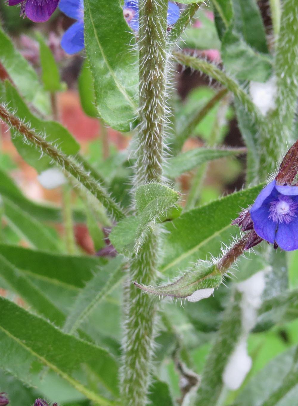 Photo of the stem, scape, stalk or bark of Italian Bugloss (Anchusa ...