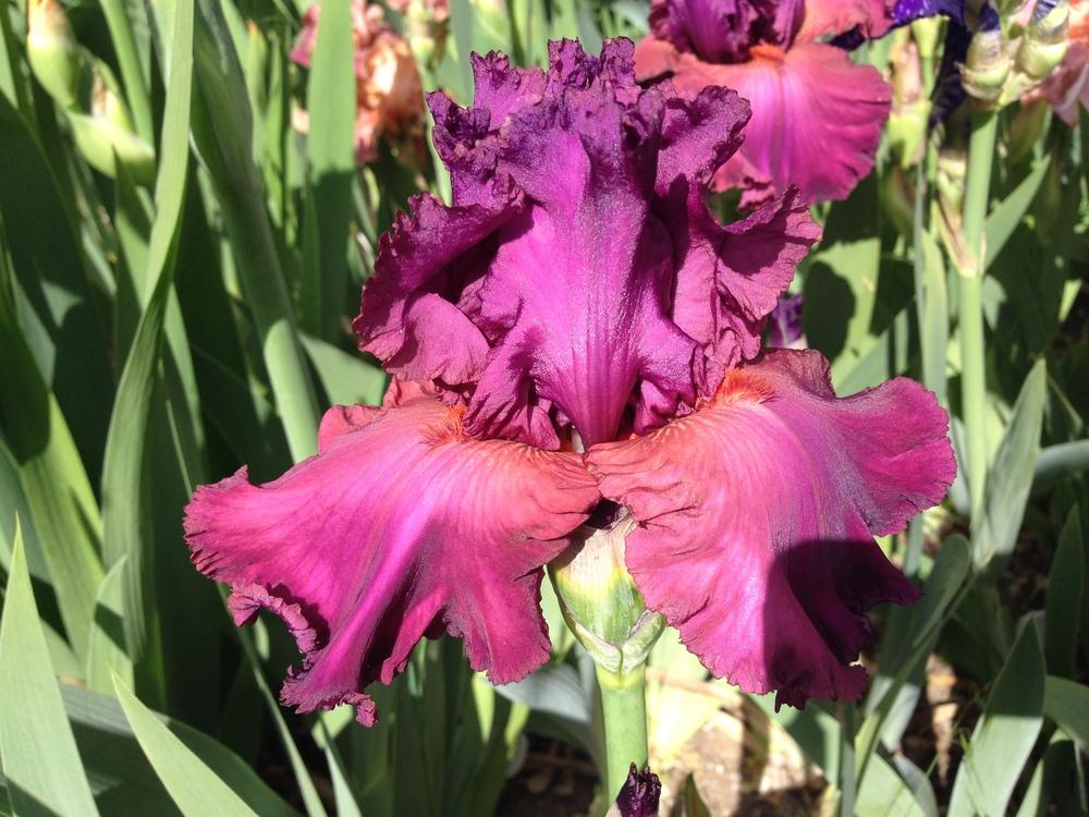 Photo of the bloom of Tall Bearded Iris (Iris 'Fashionably Late ...