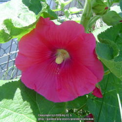 Hollyhock (Alcea 'Mars Magic') - Garden.org