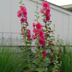 Hollyhock (Alcea 'Mars Magic') - Garden.org