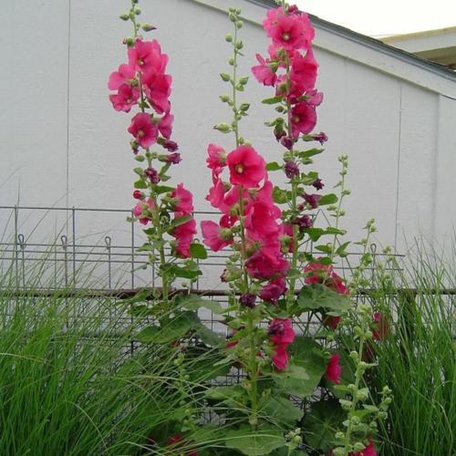 Hollyhock (Alcea 'Mars Magic') - Garden.org