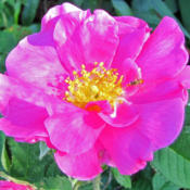 The Main Plant entry for Roses (Rosa) - Garden.org