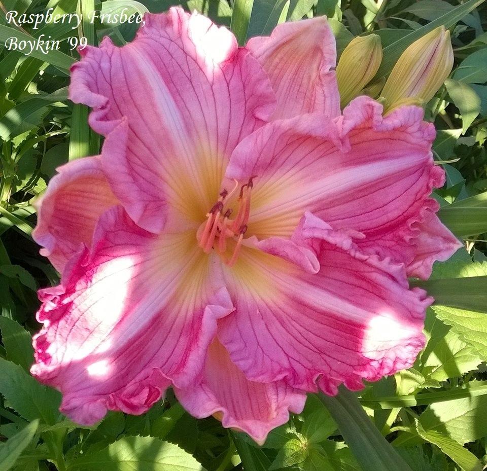 Daylily (Hemerocallis 'Raspberry Frisbee') in the Daylilies Database ...