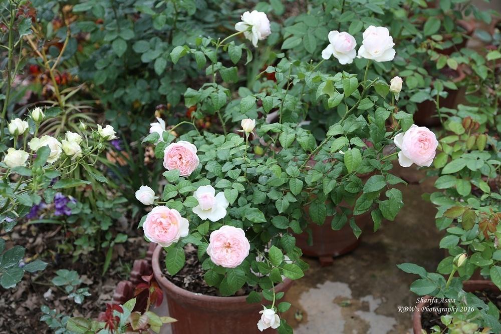 Photo of the entire plant of Rose (Rosa 'Sharifa Asma') posted by ...