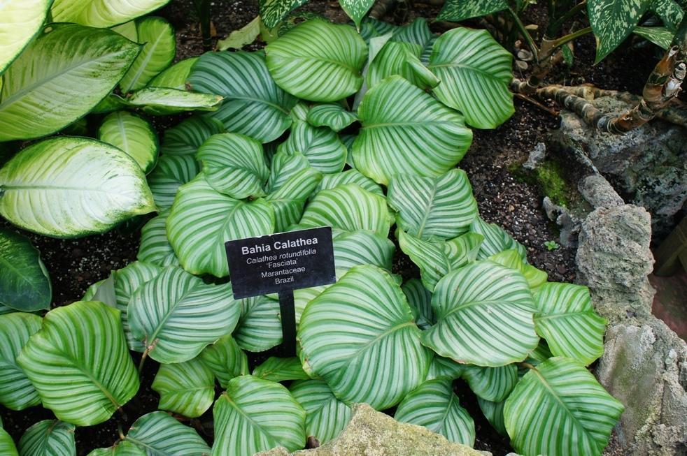 Calathea (Ischnosiphon rotundifolius) - Garden.org