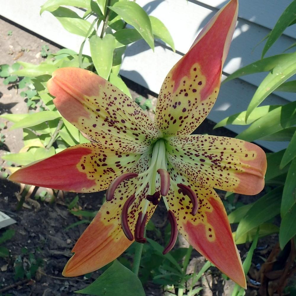 Photo of the bloom of Lily (Lilium 'Fusion') posted by stilldew ...