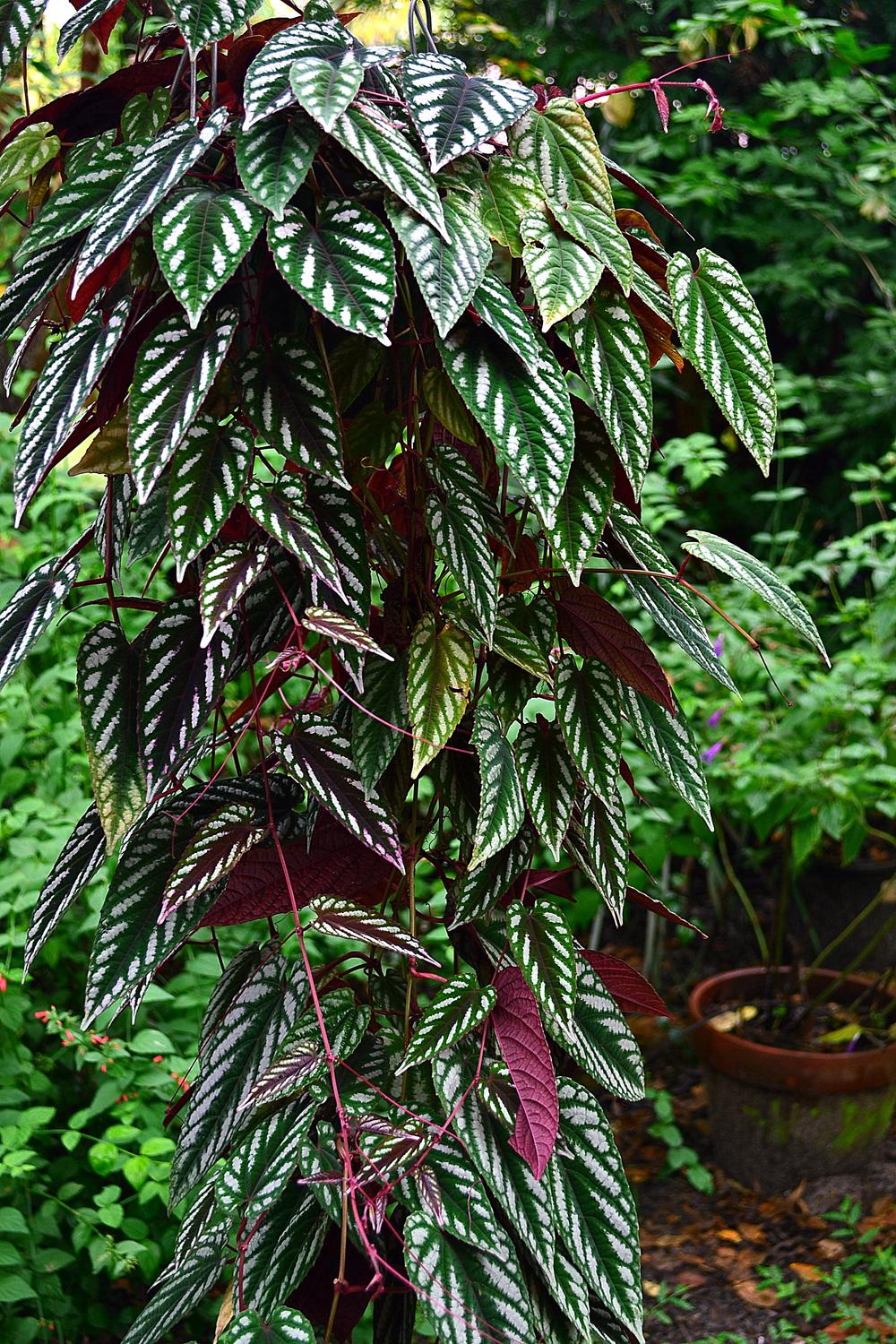 Photo of the entire plant of Rex Begonia Vine (Cissus discolor) posted ...