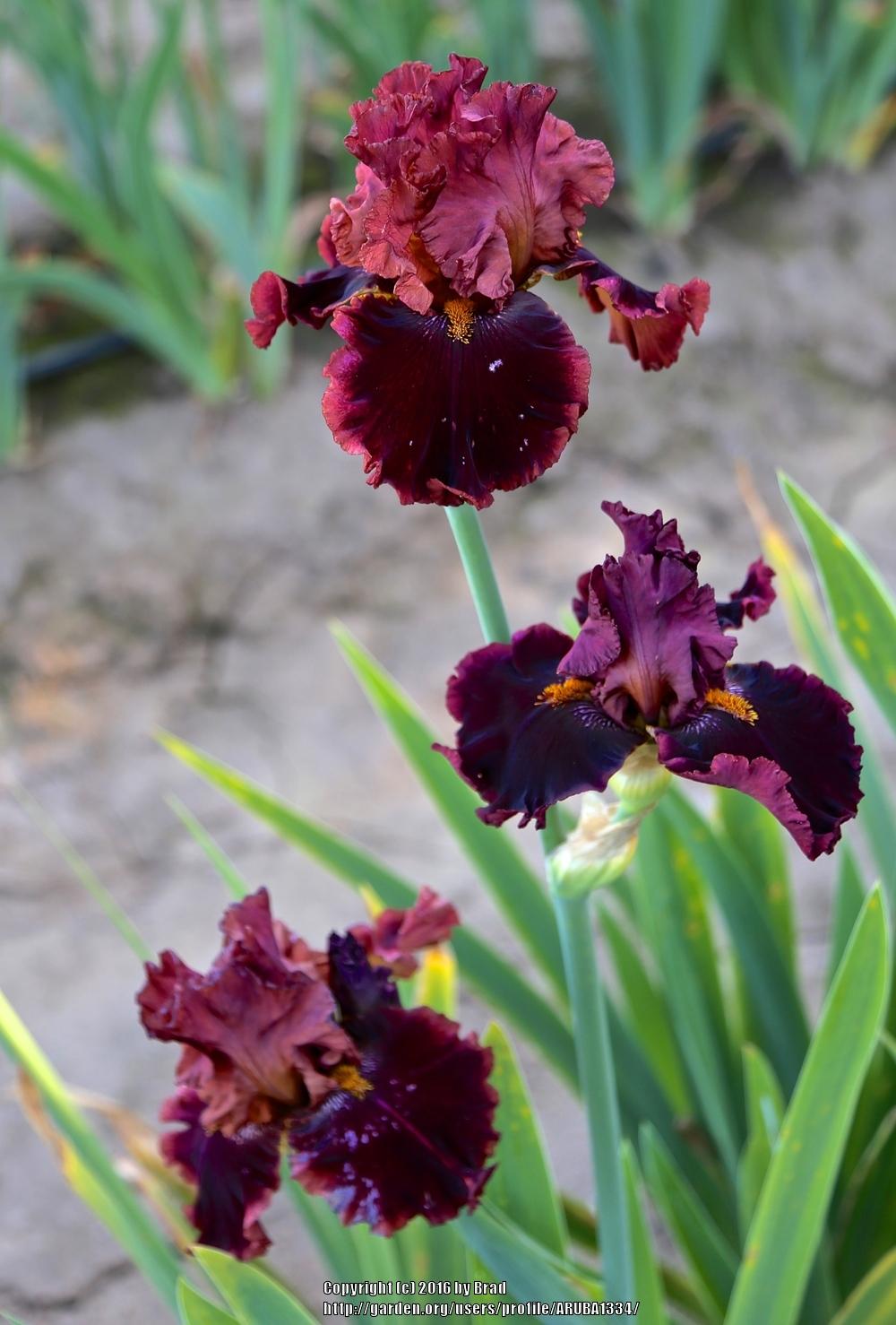 Photo of the bloom of Tall Bearded Iris (Iris 'Call to Danger') posted ...