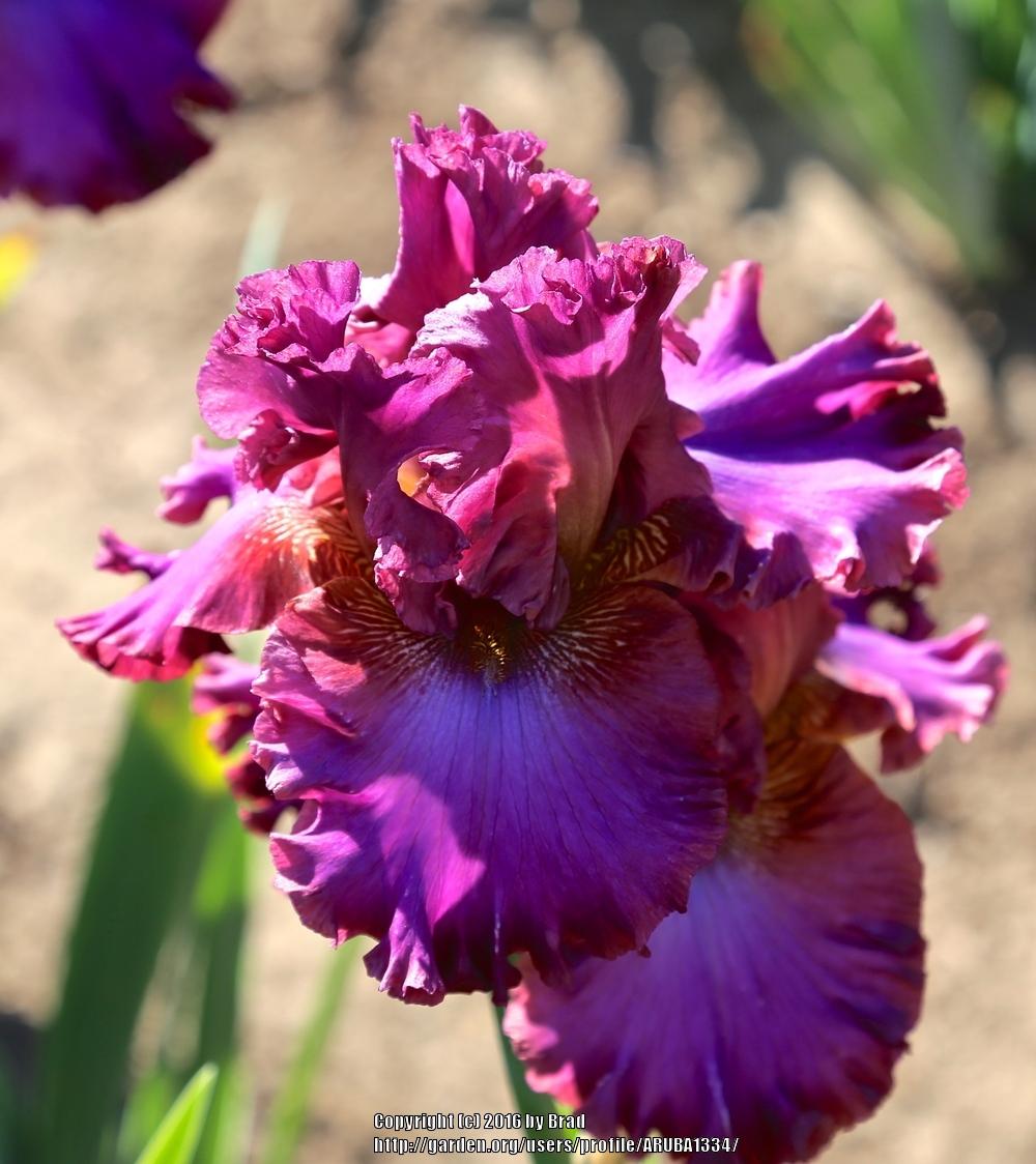 Photo of the bloom of Tall Bearded Iris (Iris 'Ravishing Ruby') posted ...