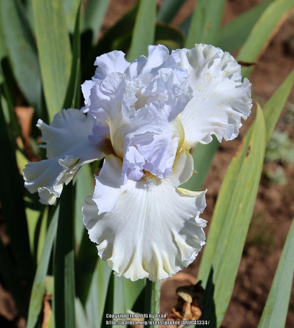 Photo of the bloom of Tall Bearded Iris (Iris 'Ivory Castle') posted by ...