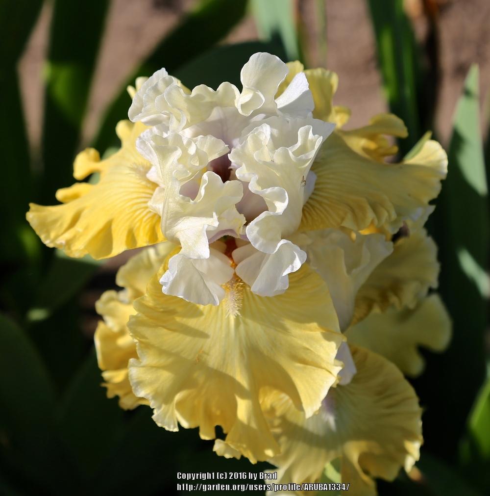 Photo of the bloom of Tall Bearded Iris (Iris 'Jungle Mist') posted by ...