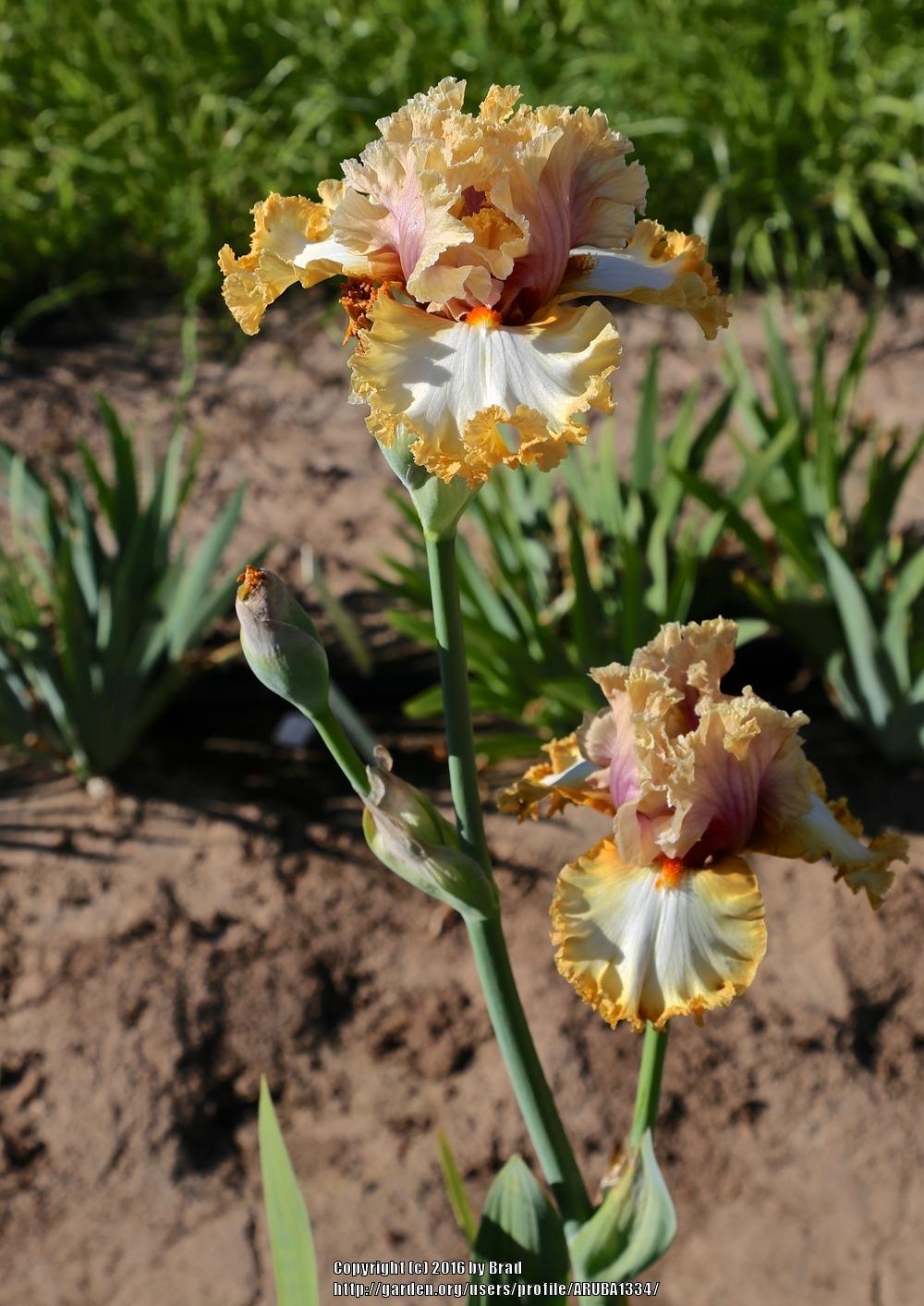 Photo of the bloom of Tall Bearded Iris (Iris 'Good on Ya') posted by ...