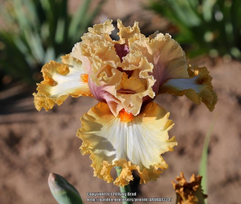Photo of the bloom of Tall Bearded Iris (Iris 'Good on Ya') posted by ...