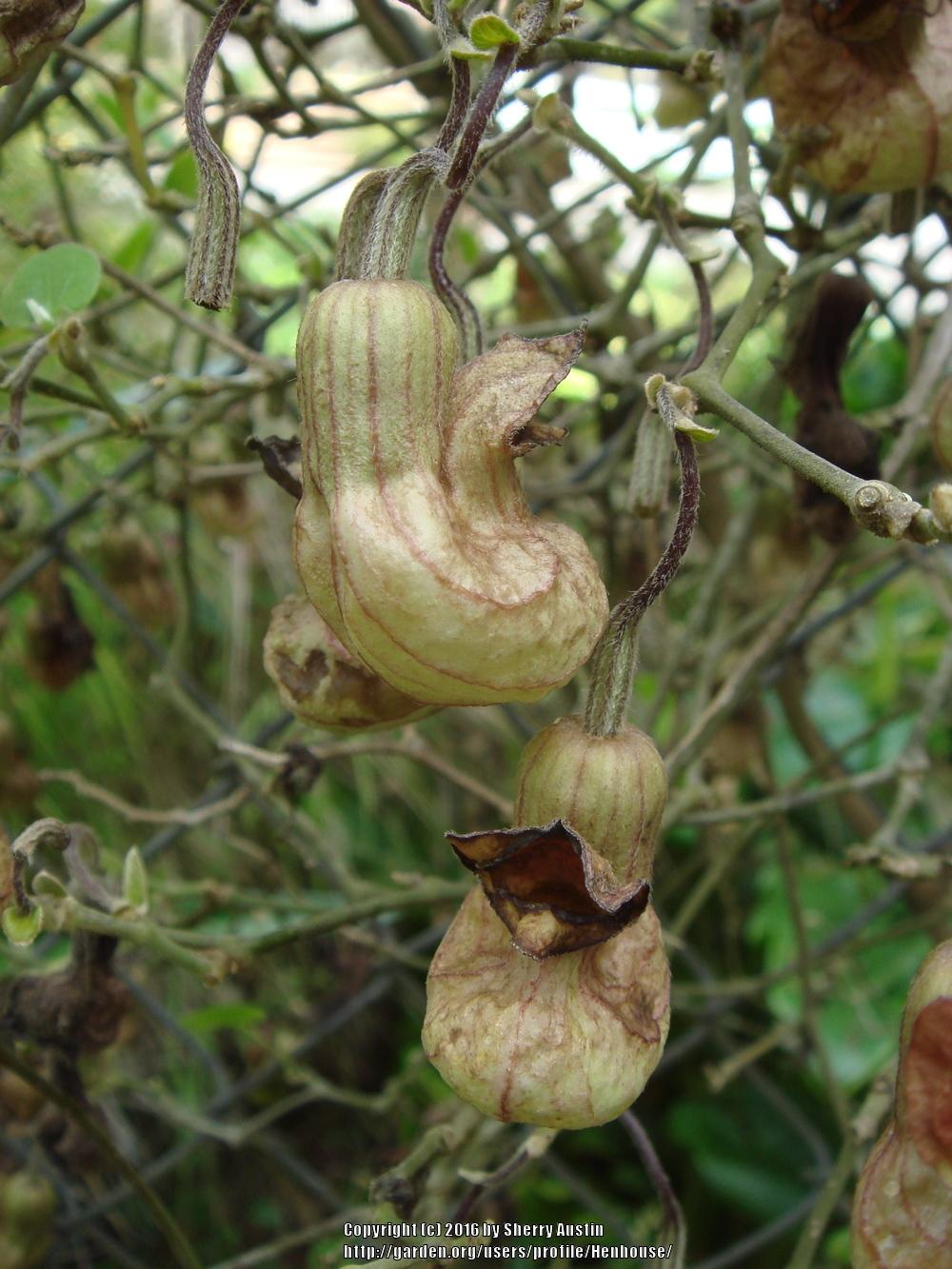 California Pipevine (Isotrema californicum) - Garden.org