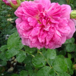 Rose (Rosa 'Princess Anne') in the Roses Database - Garden.org