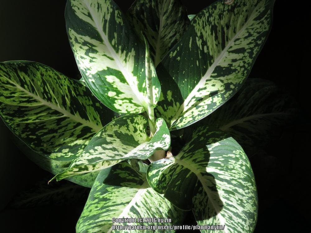 Dieffenbachias: Plant Care and Collection of Varieties - Garden.org