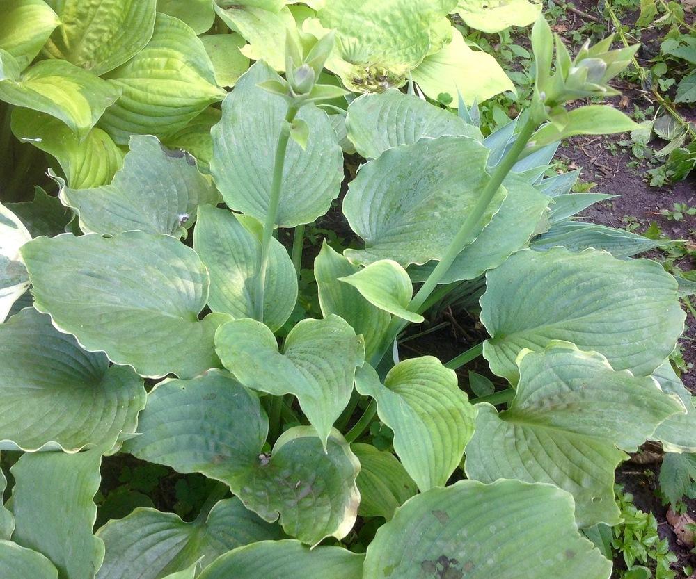 Photo of the entire plant of Hosta 'Triple Ripple' posted by profesora ...