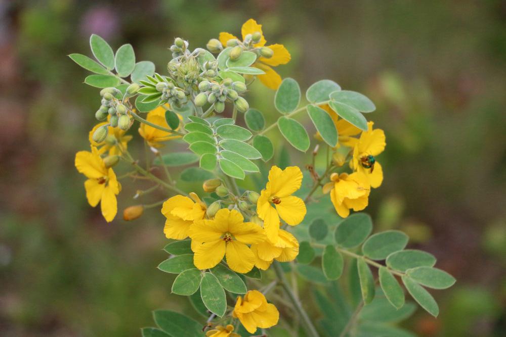 Velvetleaf Senna (Senna lindheimeriana) - Garden.org