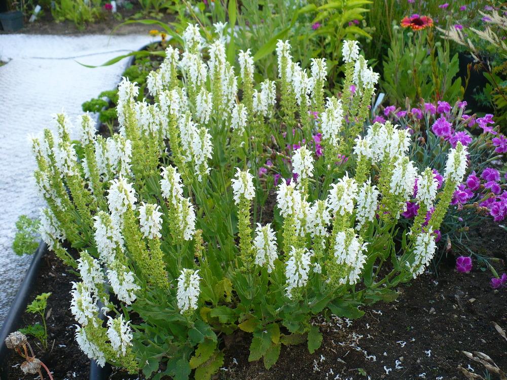 Photo of the entire plant of Salvia (Salvia nemorosa 'Sensation White ...