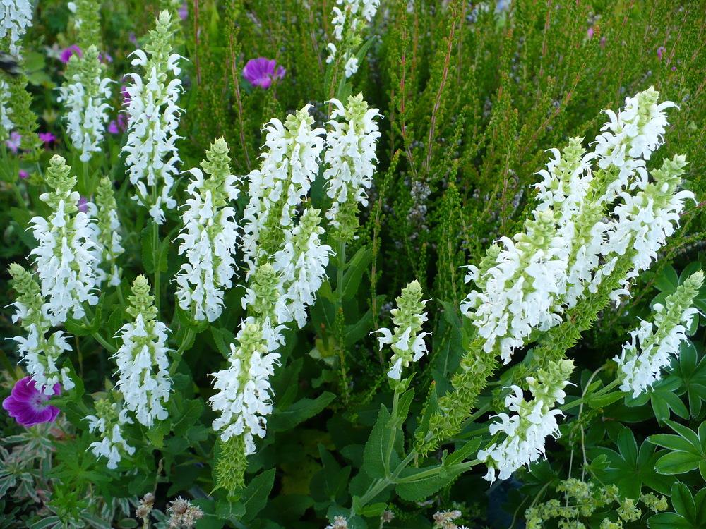 Photo of the bloom of Salvia (Salvia nemorosa 'Sensation White') posted ...